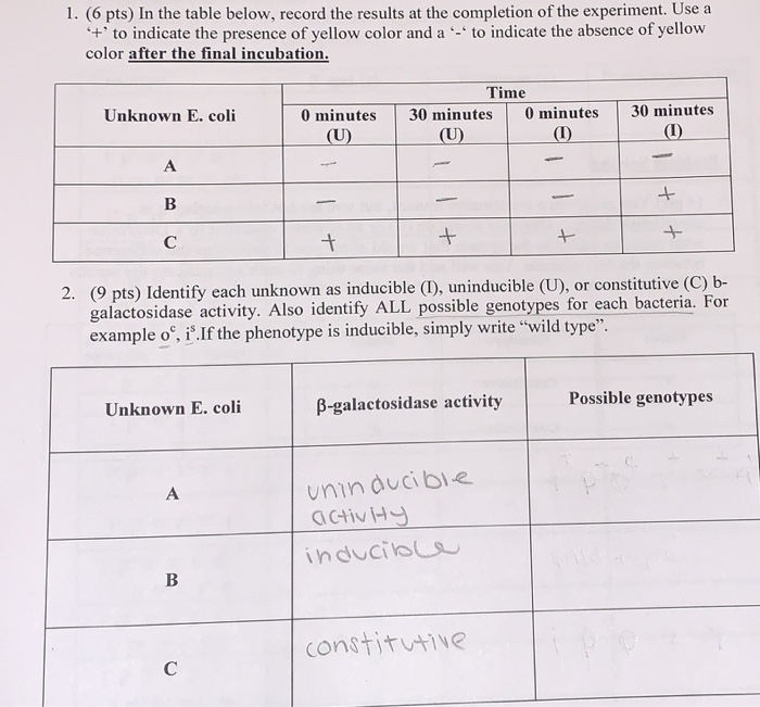 Solved Name Structural Genes Mutant Symbol Mutant Phenotype | Chegg.com