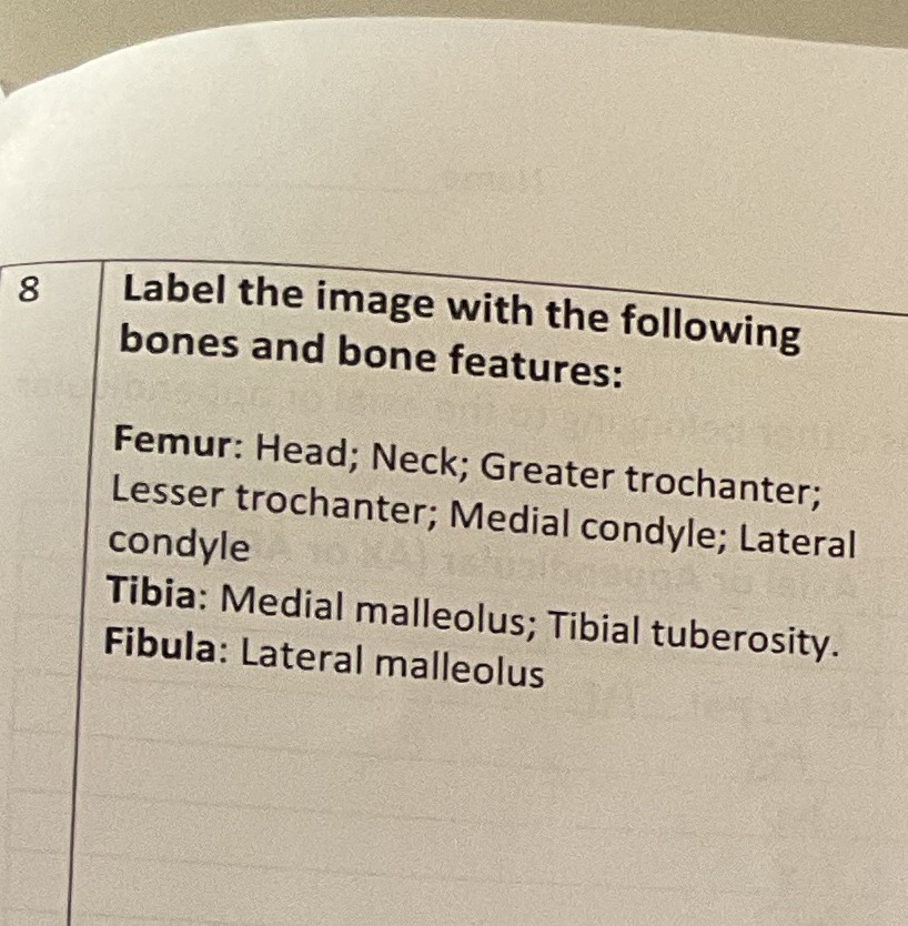 Solved 8 ﻿Label the image with the following bones and bone | Chegg.com