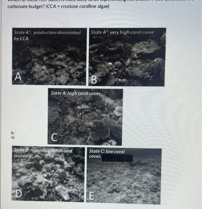 Solved carbonate budget? (CCA - crustose coralline algae) | Chegg.com
