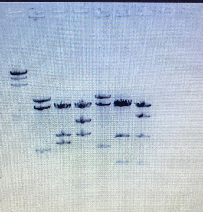 Solved Table 1. Electrophoresis data: Measure the distance | Chegg.com