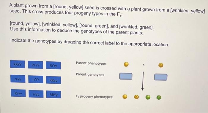 Solved A plant grown from a [round, yellow] seed is crossed | Chegg.com