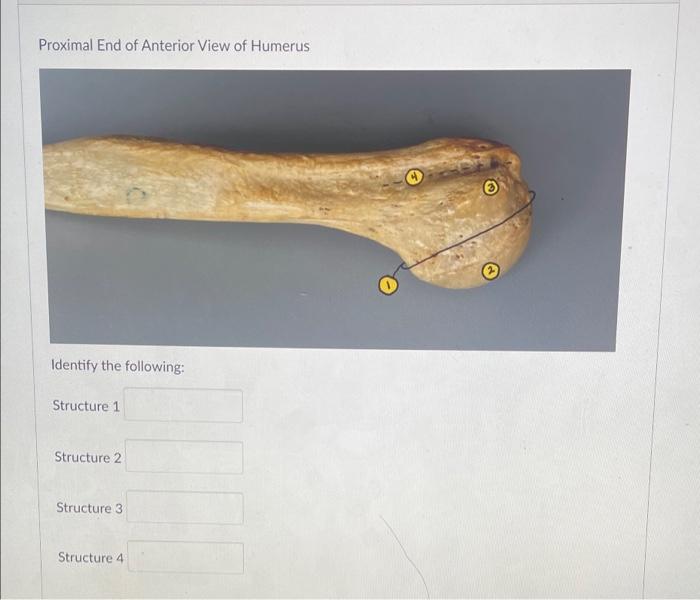 Solved Proximal End of Anterior View of Humerus Identify the | Chegg.com