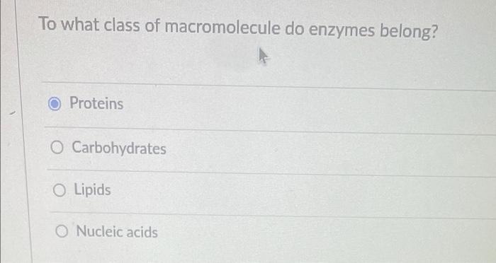 Solved To what class of macromolecule do enzymes belong? O | Chegg.com