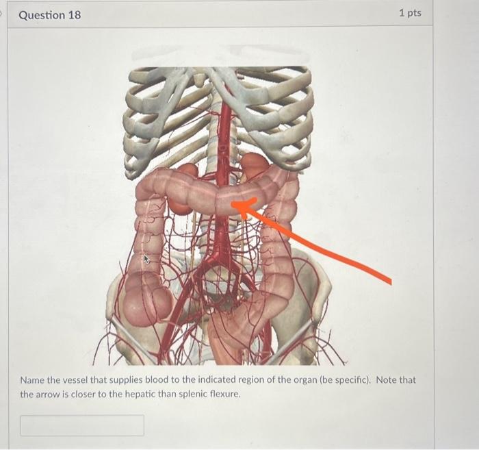 Solved Name the vessel that supplies blood to the indicated | Chegg.com