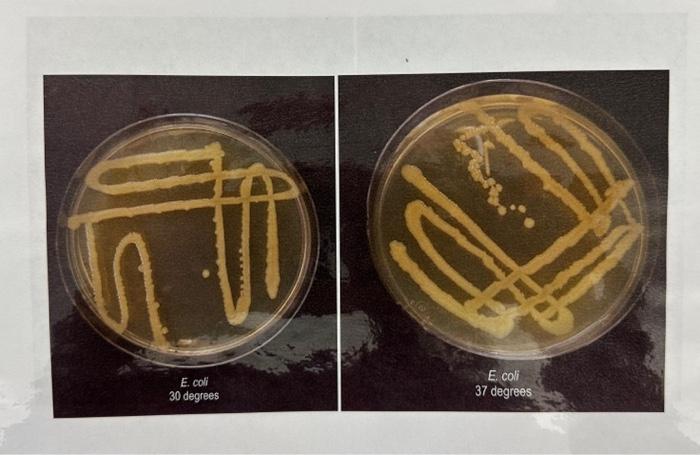 Solved Observations of the Laminate Photos. TSA plates of | Chegg.com