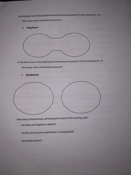 Solved In this phase, how many duplicated chromosomes are | Chegg.com