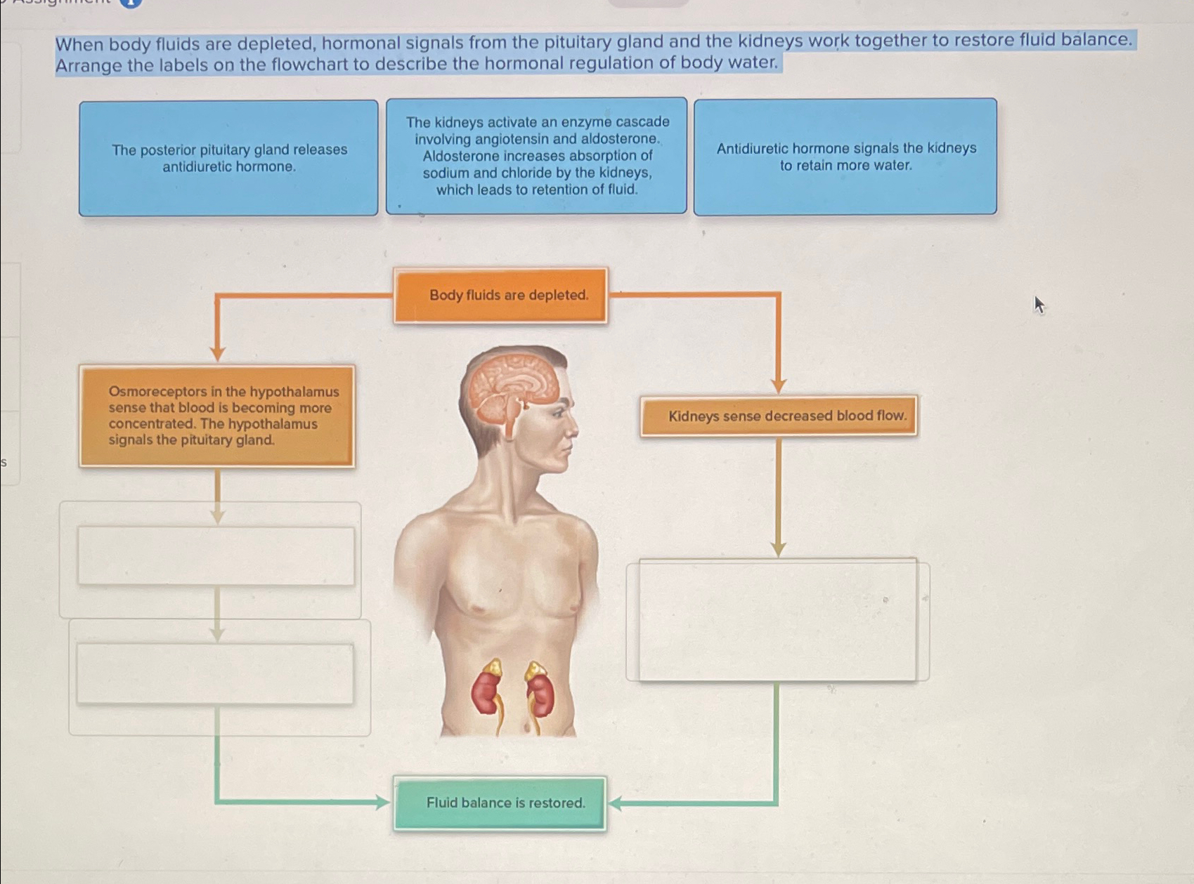 Solved When body fluids are depleted, hormonal signals from | Chegg.com
