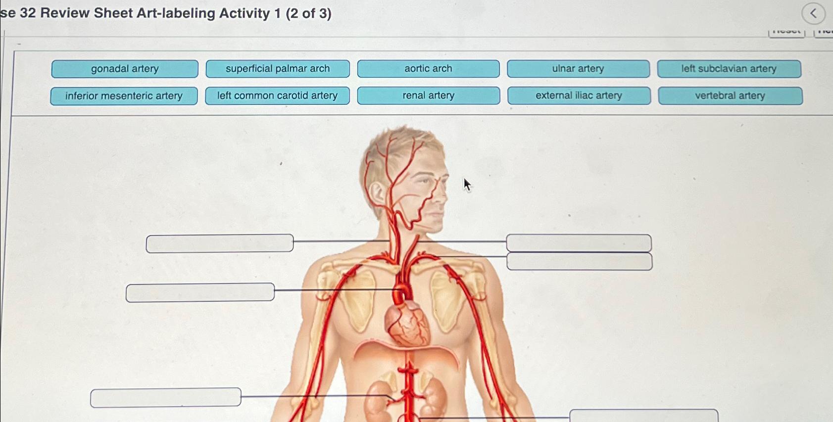 Solved se 32 ﻿Review Sheet Art-labeling Activity 1 ( 2 ﻿of | Chegg.com