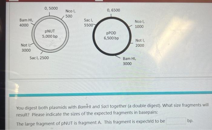 Solved You digest both plasmids with BamHI and Saci together | Chegg.com Solved You digest both plasmids with BamHI and Saci together | Chegg.com