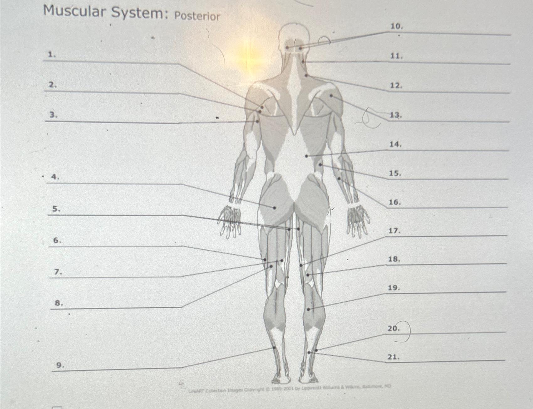Solved Muscular System: Posterior | Chegg.com