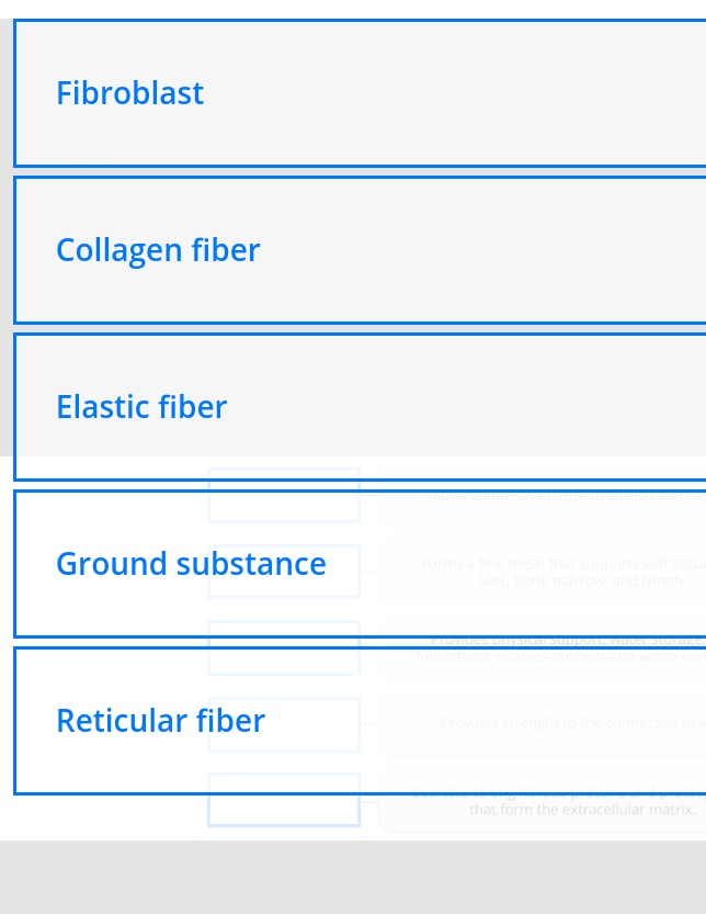 Solved Allows connective tissue to stretch and move. Forms a | Chegg.com