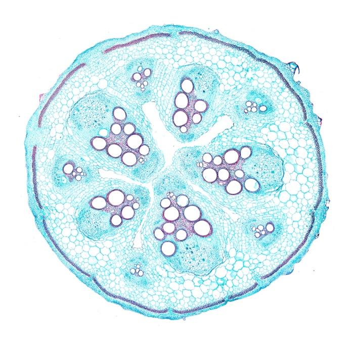 Solved for this pumpkin stem, Label the xylem, phloem, | Chegg.com