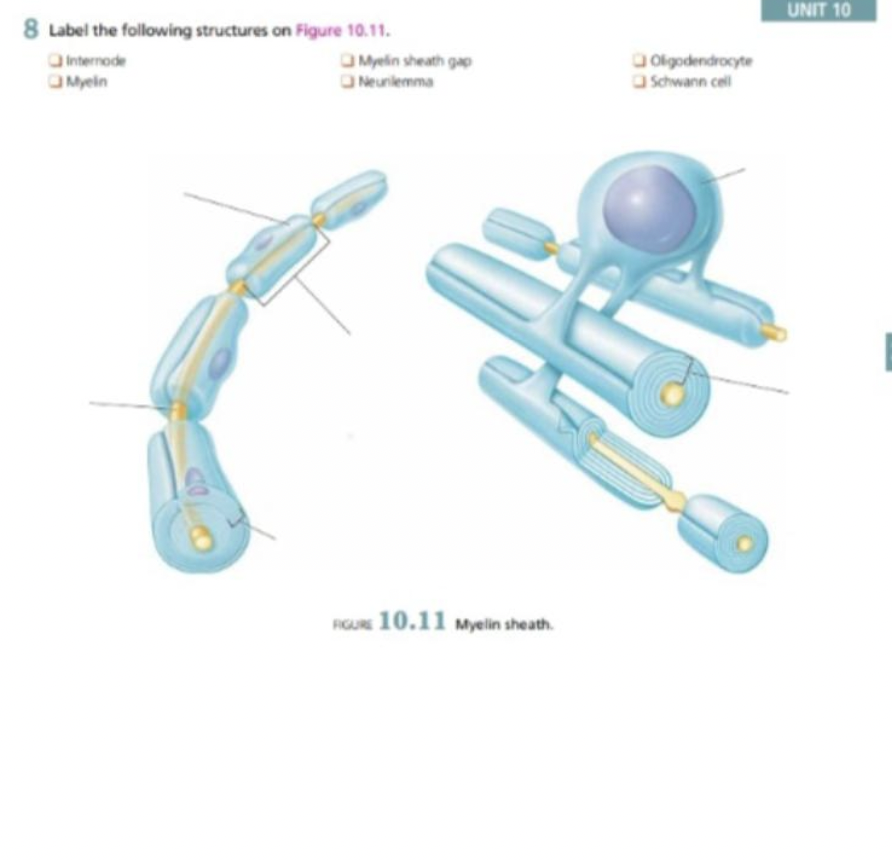 Solved 8 ﻿Label the following structures on Figure | Chegg.com