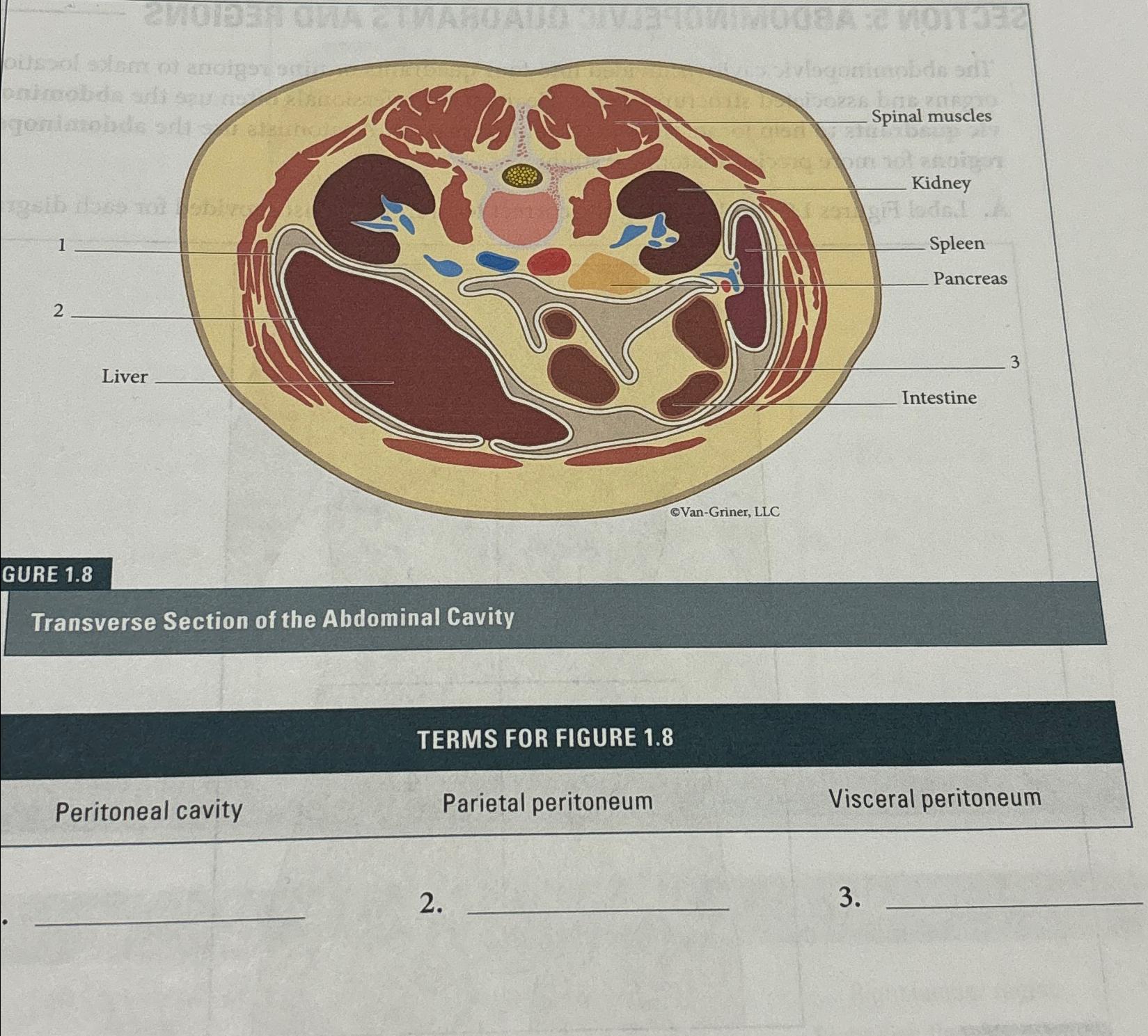 Solved Transverse Section of the Abdominal CavityTERMS FOR | Chegg.com