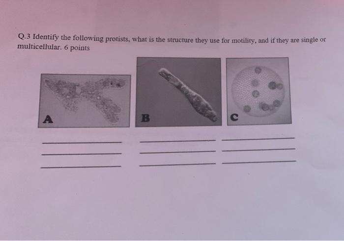 Solved Q.3 Identify the following protists, what is the | Chegg.com