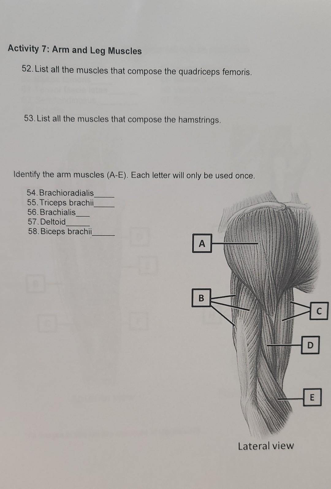Solved Activity 7: Arm and Leg Muscles 52. List all the | Chegg.com