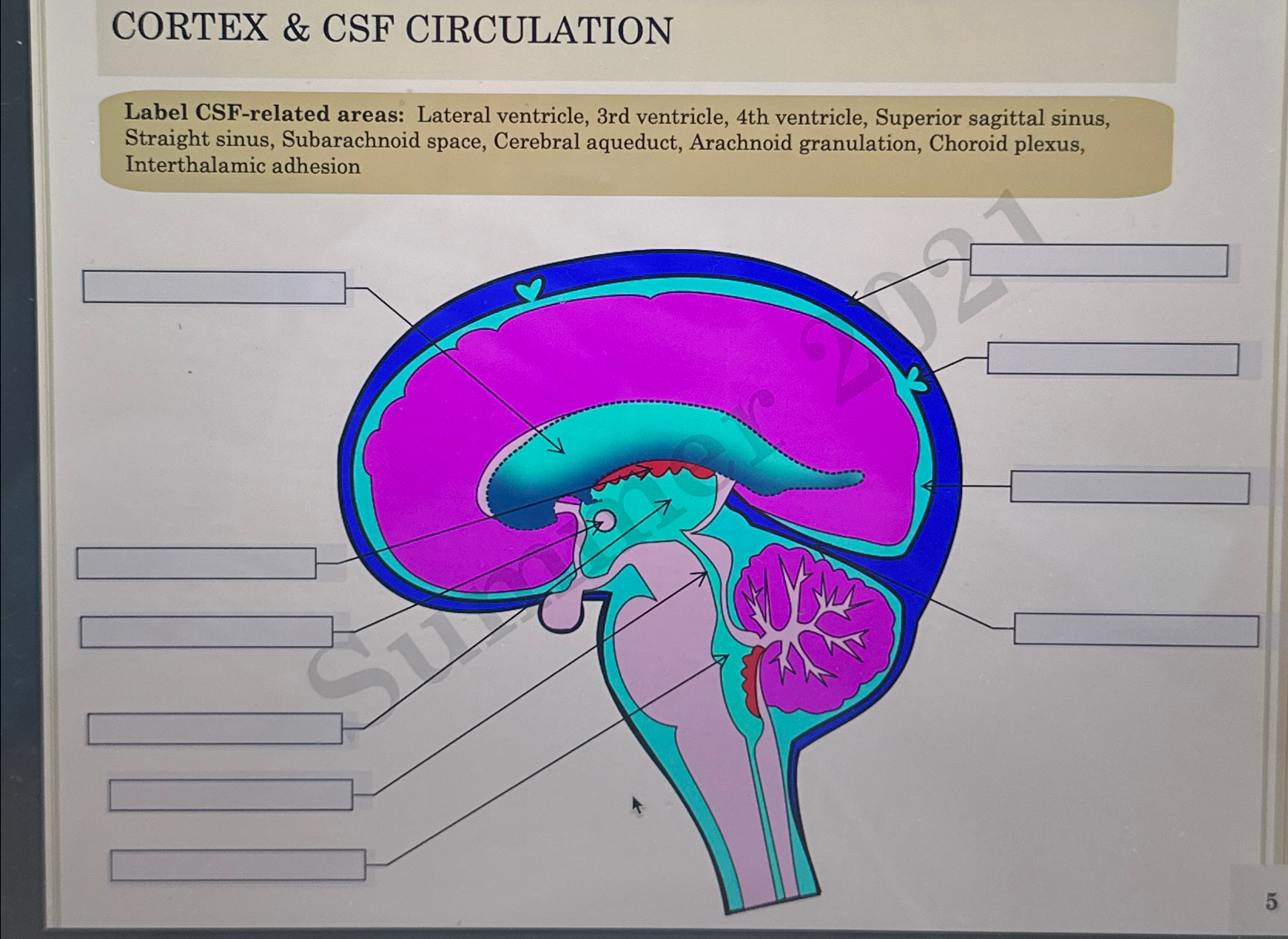 Solved CORTEX & CSF CIRCULATIONLabel CSF-related areas: | Chegg.com