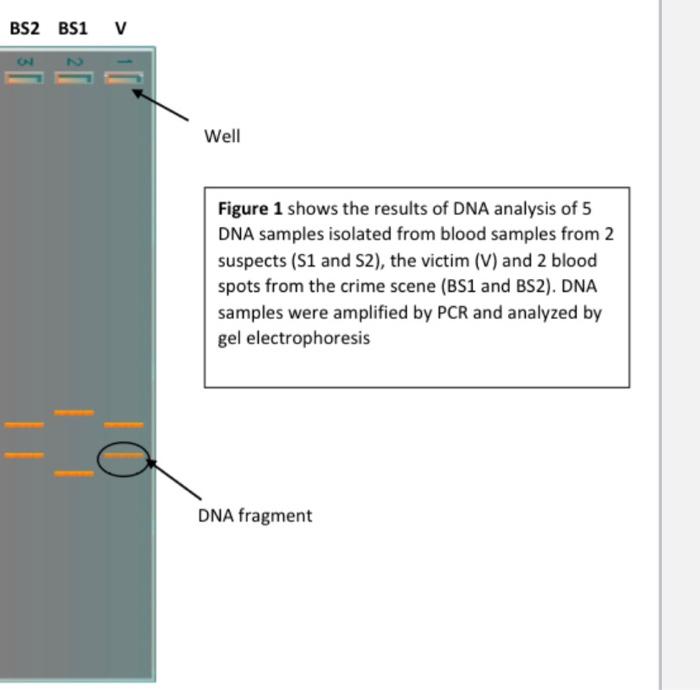 Solved \r\nFigure 1 shows the results of DNA analysis of 5 | Chegg.com