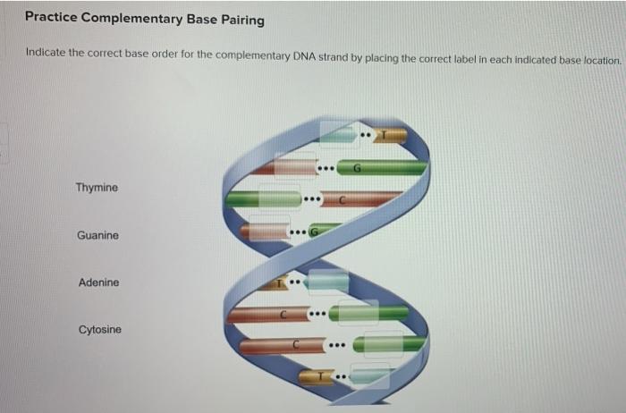 Solved Practice Complementary Base Pairing Indicate the | Chegg.com