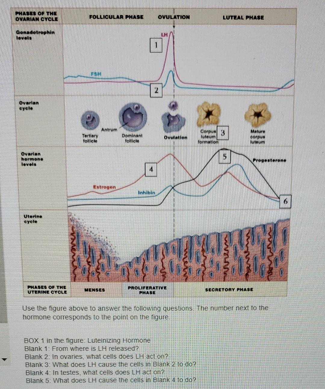 Solved PHASES OF THE OVARIAN CYCLE FOLLICULAR PHASE | Chegg.com