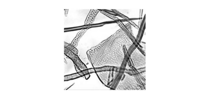 Solved III. Vascular Tissue How do the conducting cells in | Chegg.com