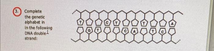 Solved Complete the genetic alphabet in In the following DNA | Chegg.com