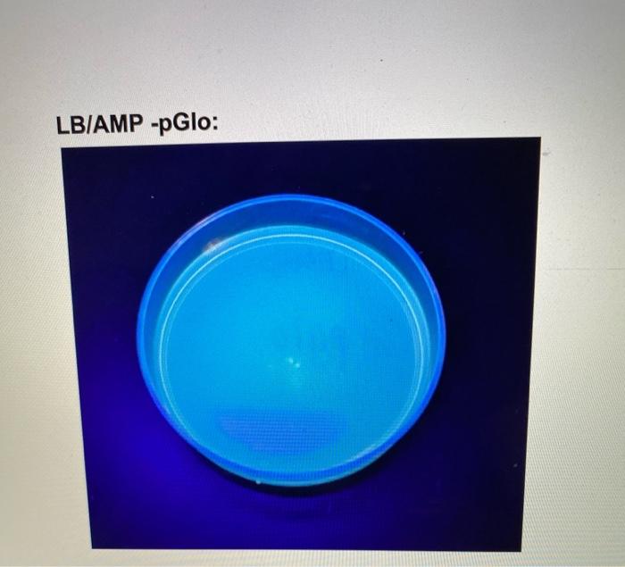 Table 1 - Observations of LB agar plates after | Chegg.com