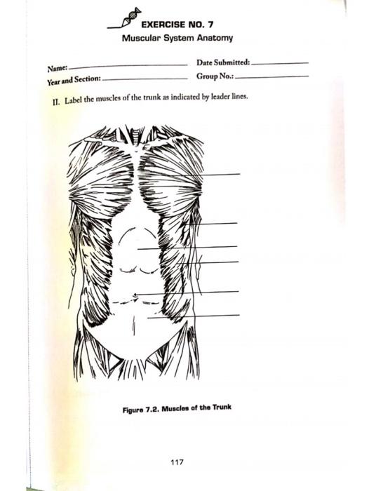 Solved EXERCISE NO. 7 Muscular System Anatomy Name: Year and | Chegg.com