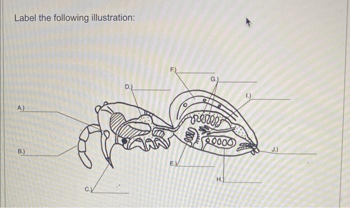 Solved Label the following illustration: | Chegg.com