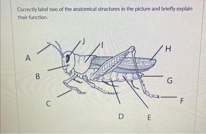 Solved Correctly label two of the anatomical structures in | Chegg.com