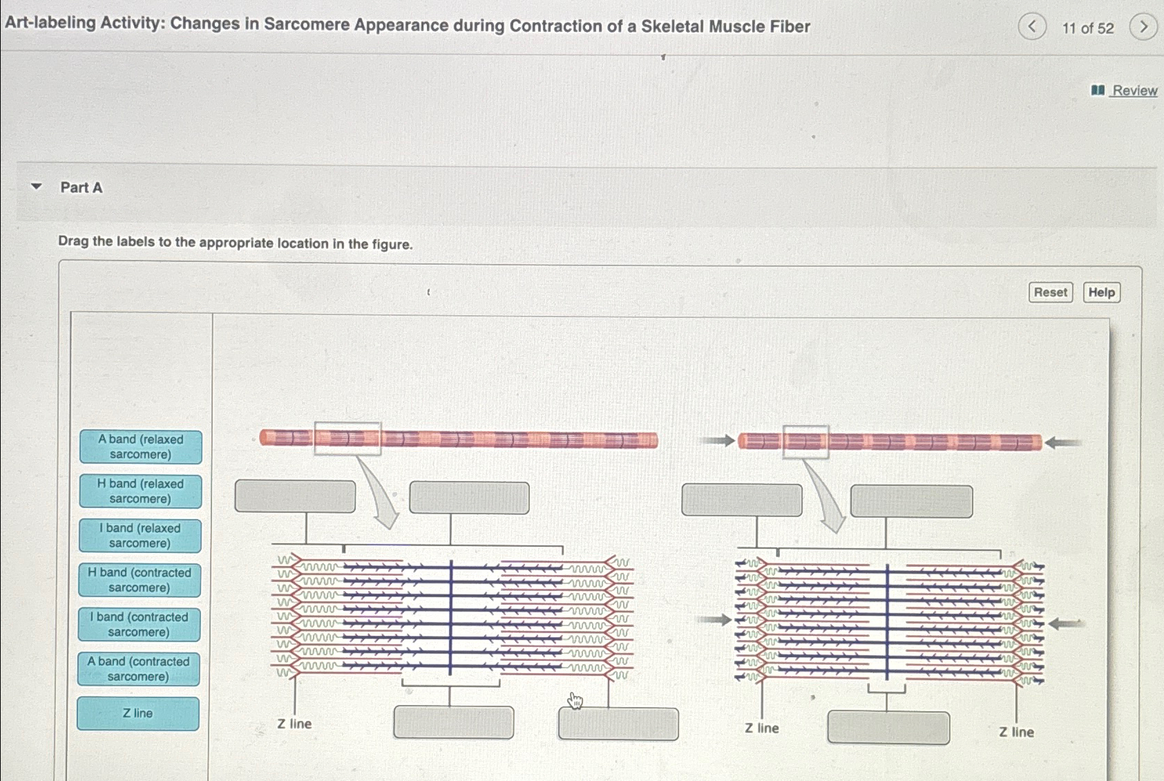 Solved Art-labeling Activity: Changes in Sarcomere | Chegg.com