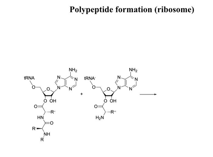 Solved Polypeptide formation (ribosome) tRNA | Chegg.com