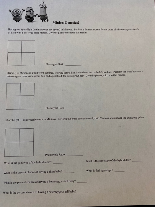 Solved Minion Genetics! Having two eyes (E) is dominant over | Chegg.com