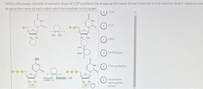 Solved Within the image, identify enzymatic steps of CTP | Chegg.com