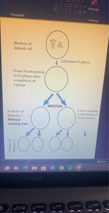 Paragraph Arrange Drawing Nucleus of diploid cell | Chegg.com