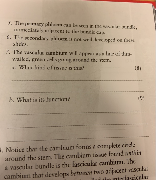 Solved 5. The primary phloem can be seen in the vascular | Chegg.com