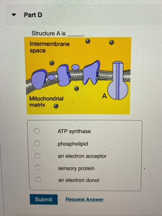 Solved Part D Structure A is Intermembrane space H А | Chegg.com