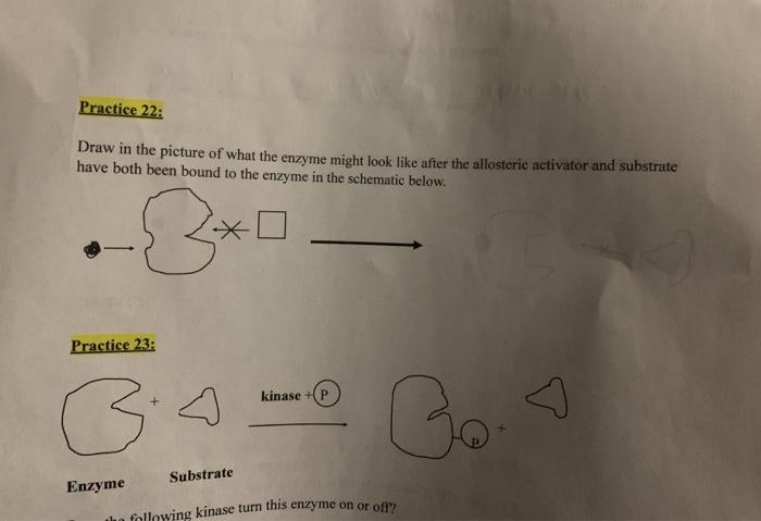 Solved Practice 22: Draw in the picture of what the enzyme | Chegg.com
