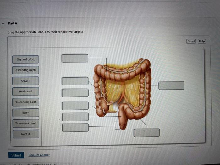 Ileum And Cecum