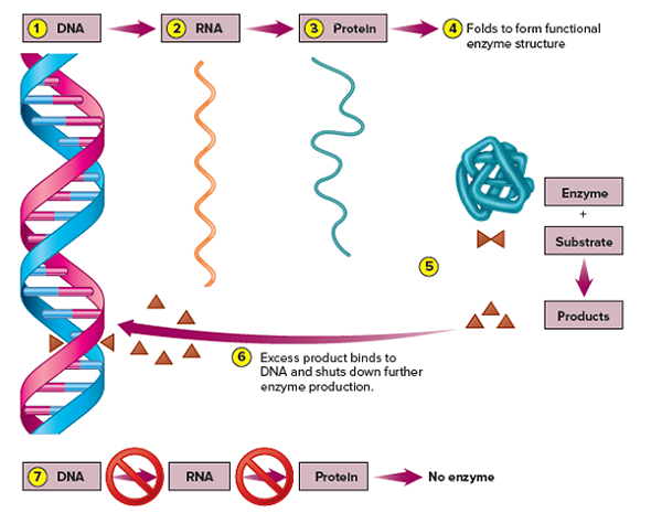 Solved: Examine figure 8.11, and explain which type of operon is f ...