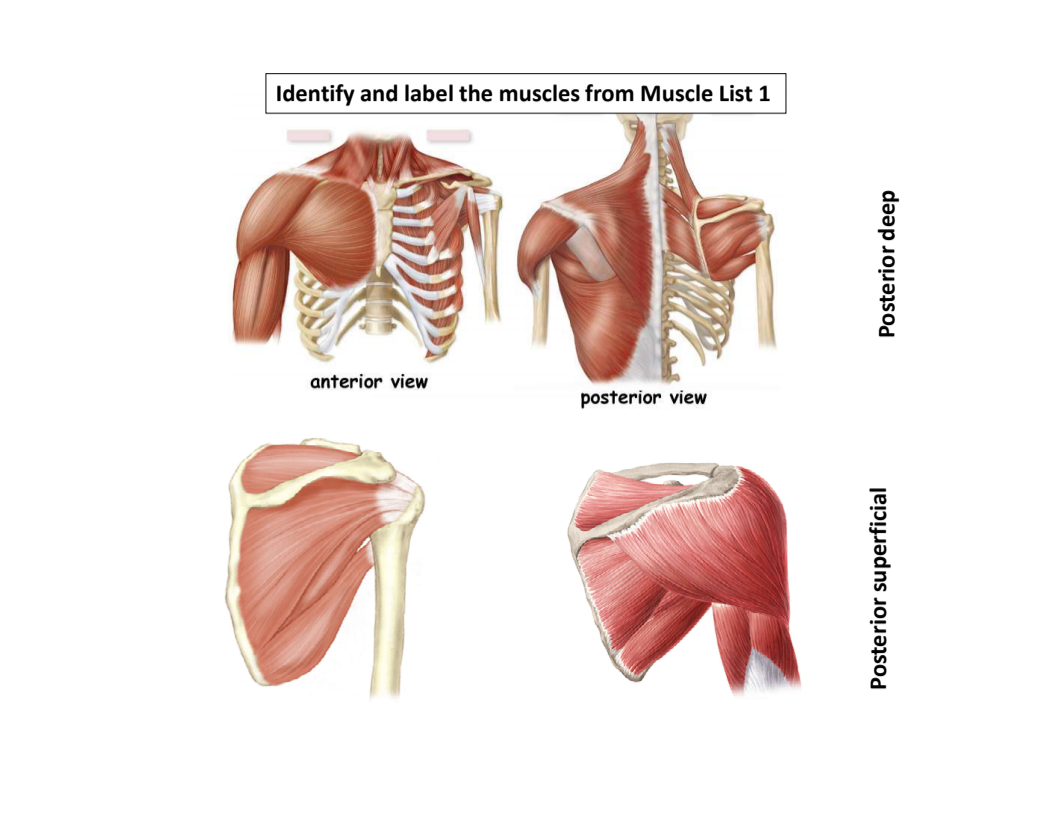Solved Identify and label the muscles from Muscle List 1 | Chegg.com