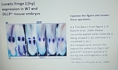 Solved Lunatic fringe (Lfng) ﻿expression in WT andDLL3 ? | Chegg.com