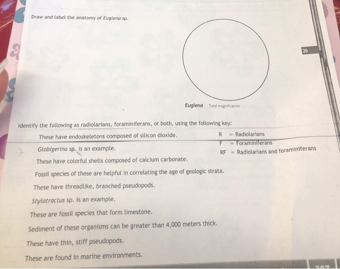 Solved Draw and label the anatomy of Euglena sp. Euglena | Chegg.com