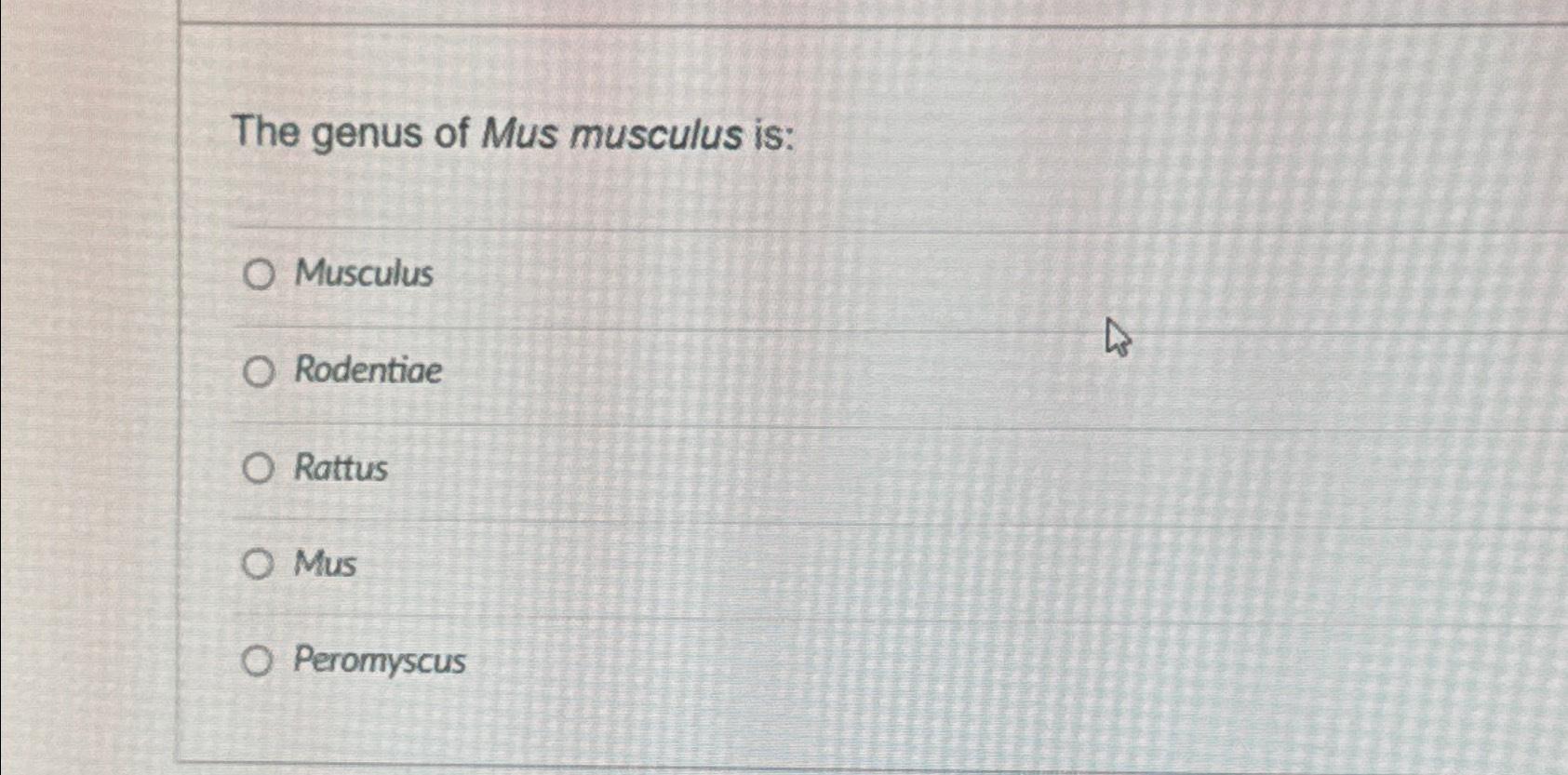 Solved The genus of Mus musculus | Chegg.com