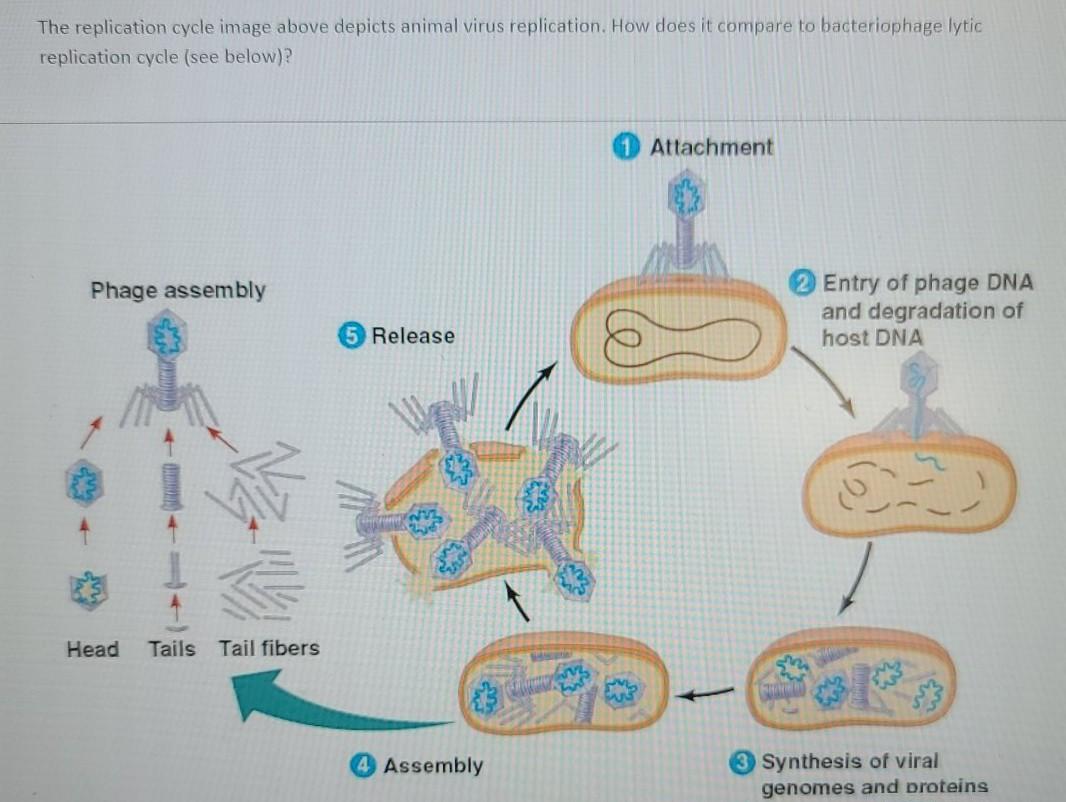 Solved The replication cycle image above depicts animal | Chegg.com