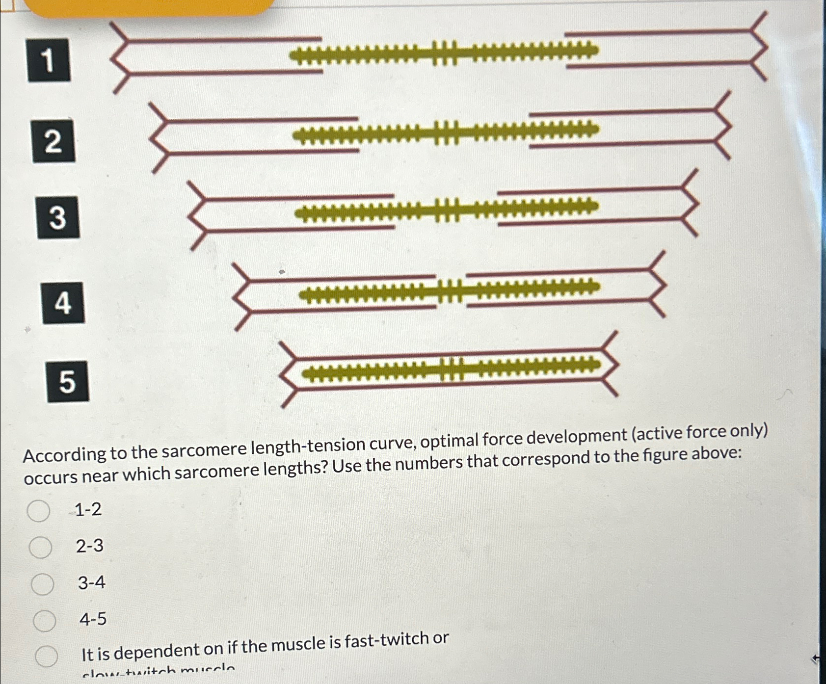 Solved According to the sarcomere length-tension curve, | Chegg.com