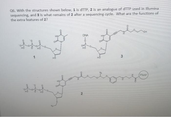 Solved Q6. With the structures shown below, 1 is dTTP, 2 is | Chegg.com