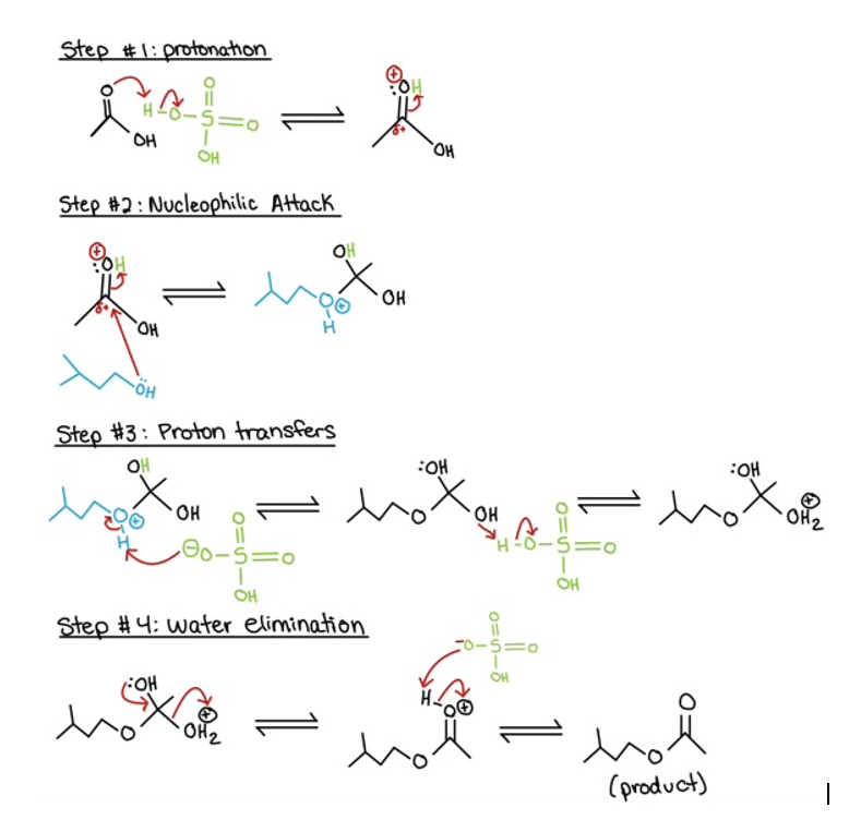 Solved Please help me write a Mechanism for the Fischer | Chegg.com