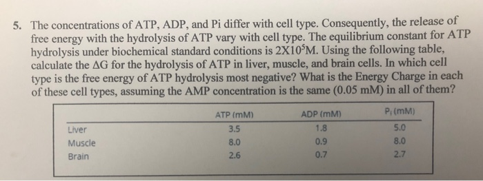 Solved 5. The concentrations of ATP, ADP, and Pi differ with | Chegg.com