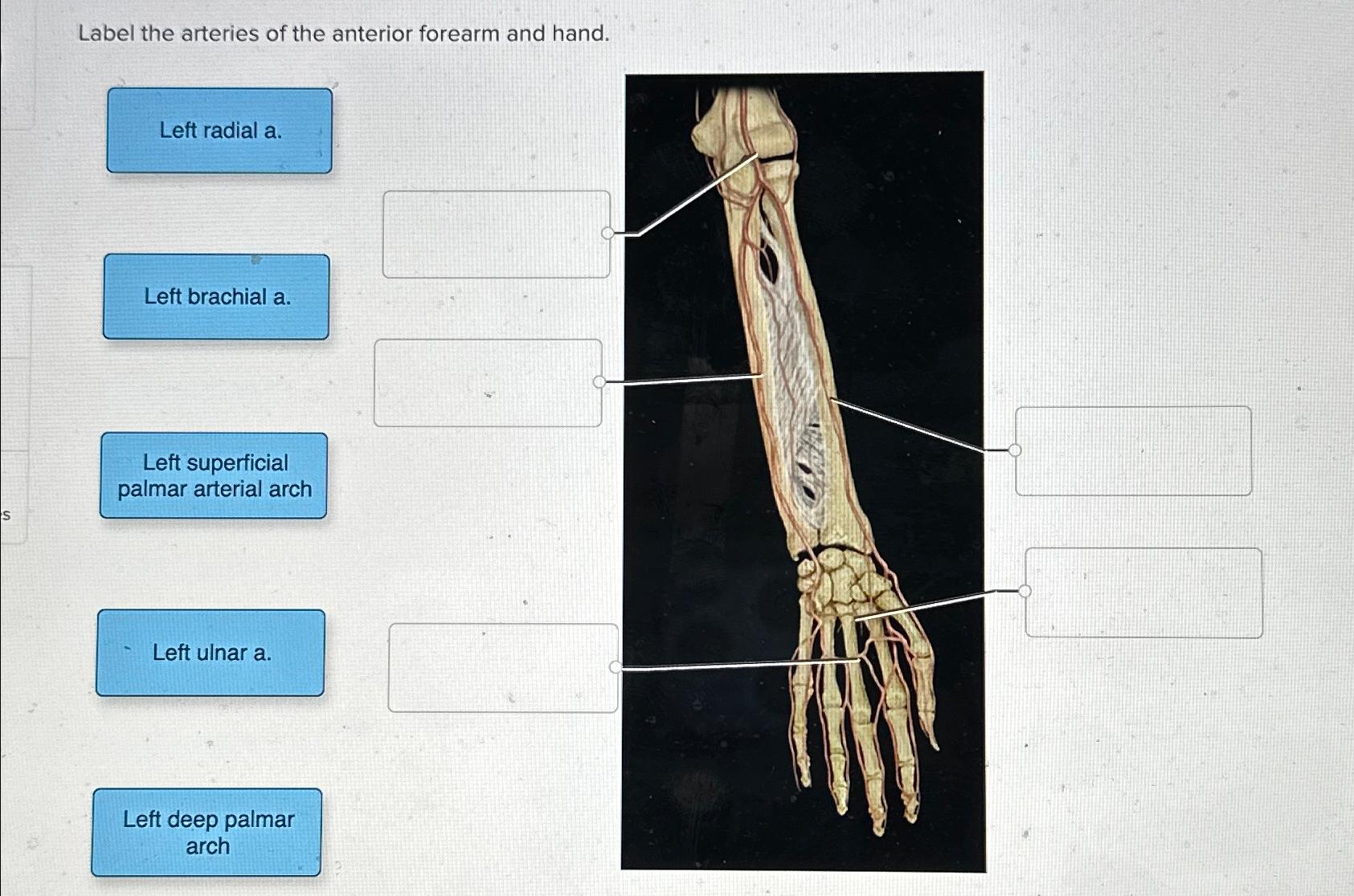 Solved Label the arteries of the anterior forearm and | Chegg.com